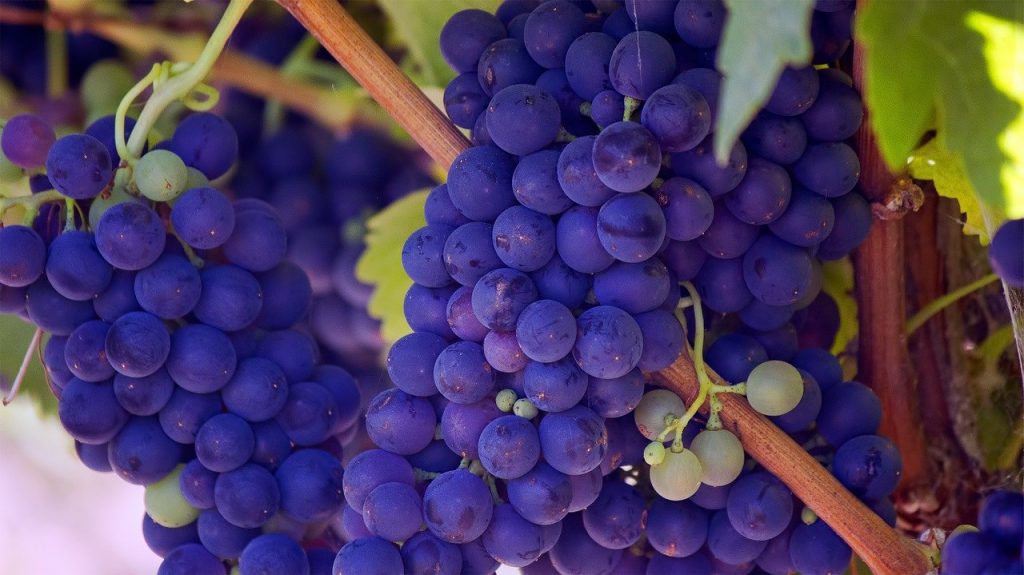 Les cépages : La liste par ordre alphabétique - Eccevino : Vin, cours d ...